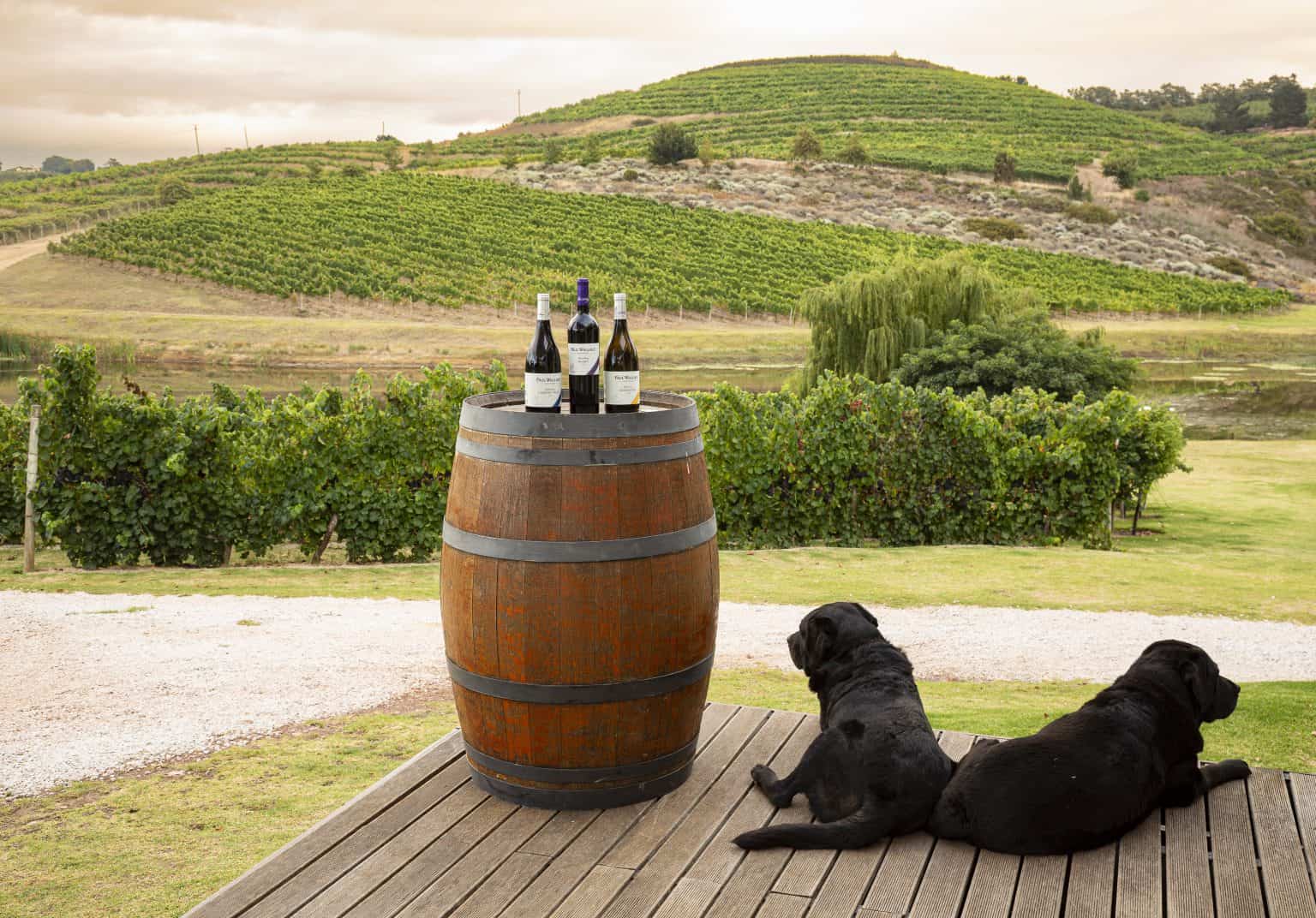 Our Wines - PAUL WALLACE FAMILY WINES